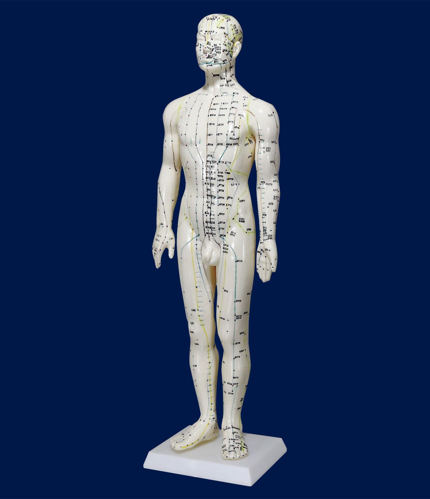 Acupuncture Points Human Figure