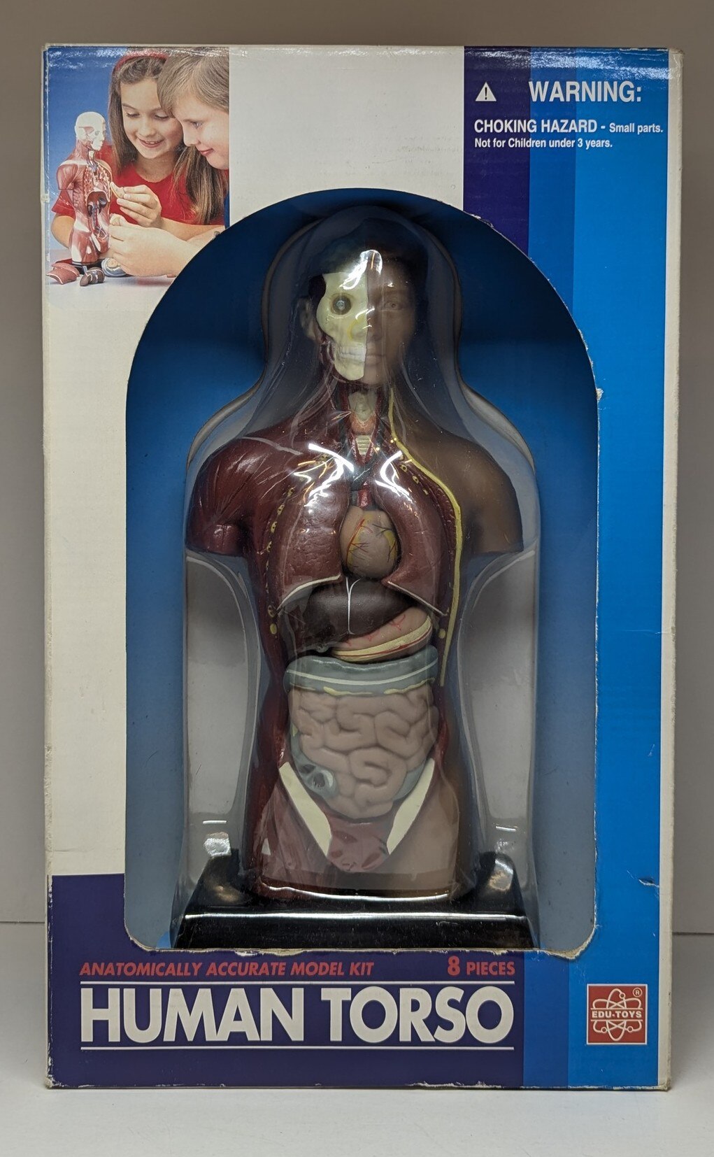 EDU-TOYS ANATOMICALLY ACCURATE MODEL KIT HUMAN TORSO | まんだらけ Mandarake